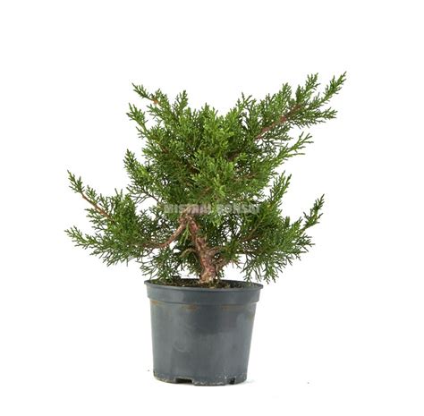 Buy Pre Bonsai Large Range Of Pre Bonsais