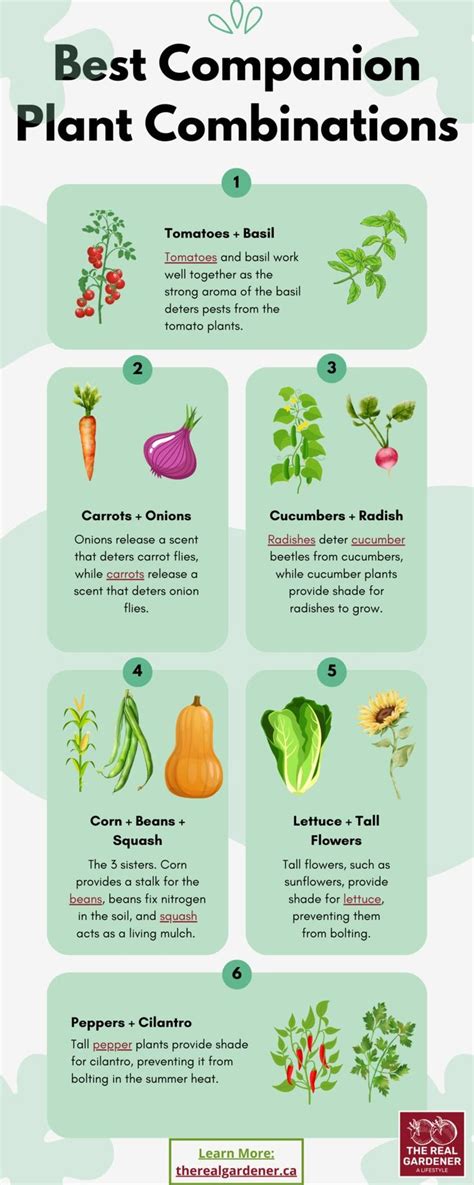Companion Planting Chart Pdf 6 Best Combinations Infographic The