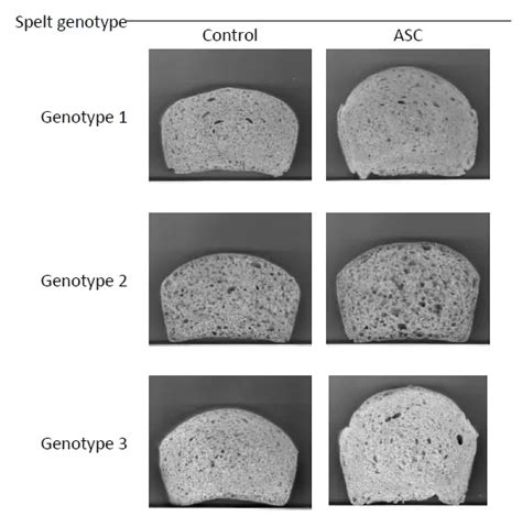 Ascorbic Acid In Baking Fitttzee