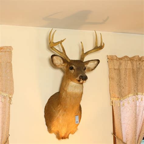 Bid Now Taxidermy Buck Bust 8 Points May 6 0122 11 00 Am Edt