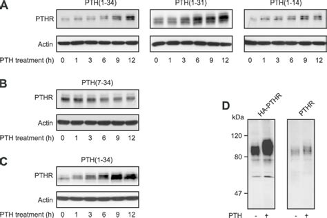 Prolonged Agonist Stimulation Results In Reduced Electrophoretic