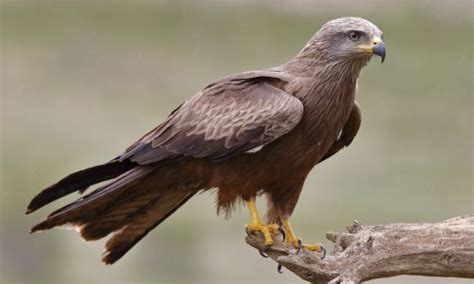 Crowdstrike Chaos Exploiting Global Outage For Cyber Scams Alaina Watson