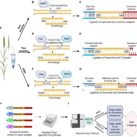 Schematic Overview Of Restriction Enzyme Based Gbs Methodology A