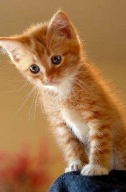 Cuando Meditas Y Te Das Cuenta Que Metiste La Pata Como Yo Hice Eso