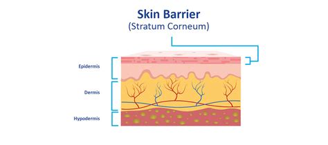 Structure Of Skin Hypodermis
