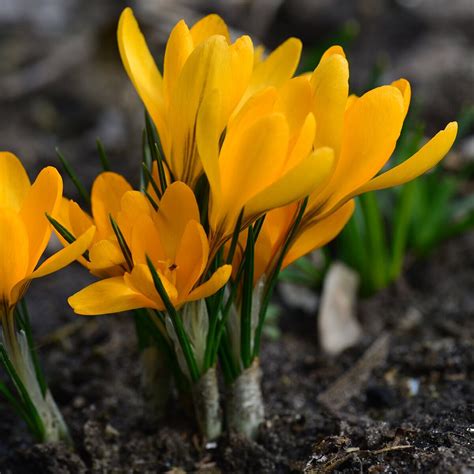 Crocus Bulb Flavus Golden Yellow Large Flowering Crocus Siteone Us