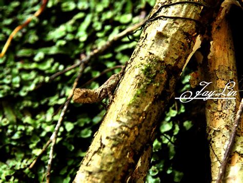 Img2753 礦坑旁的蜥蜴 傑林 Jaylin Flickr Img2753 礦坑旁的蜥蜴 傑林 Jaylin Flickr