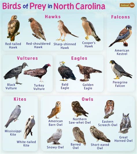Birds Of Prey In North Carolina List Facts Pictures