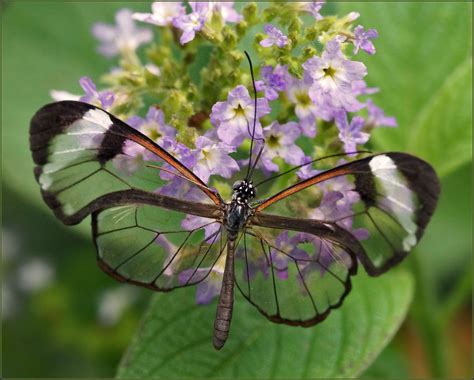 Greta Oto Butterfly Life Cycle Greta Oto By Levi Potman On Prezi