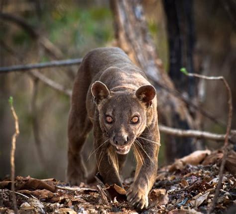 🔥 The Fossa Is Madagascars Largest Mammalian Carnivore R Natureisfuckinglit