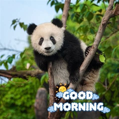 Panda Magic Good Morning Images And S