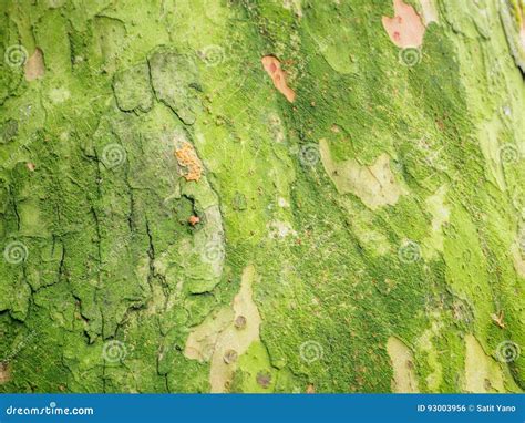 Green Bark Of Tree Stock Photo Image Of Brown Wood