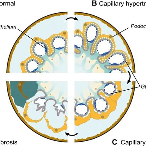 Distribution Of Interstitial Macrophages And Peritubular Capillaries