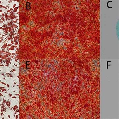 Three Line Differentiation A B And C Respectively Were Adipogenic Download Scientific