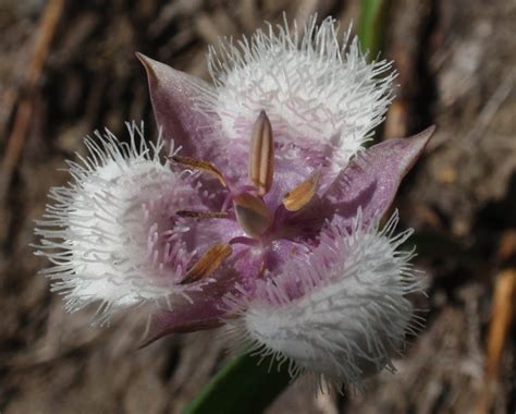 Beavertail Grass Mariposa Lilies Of The World · Inaturalist United