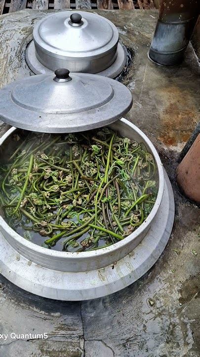 👍 풍류원 자연산 고사리 체취 과정~~~😄😄😄 Youtube