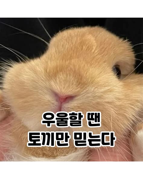 토끼이슈 아낰ㅋㅋㅋㅋㅋ 타코야끼 타코야끼트럭 웃긴짤 짤공감 현실유머 Instagram