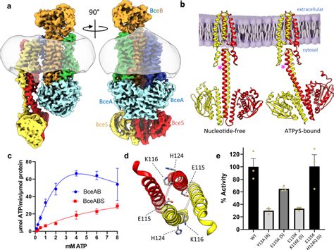 atpγs binding induces an intermediate conformation of bceab s a two