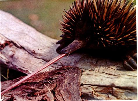 Adaptations Echidnas