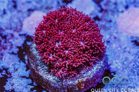 Qcc Purple Widow Micro Goniopora Wysiwyg Queen City Corals