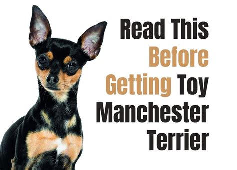 Eight Essential Facts About The Toy Manchester Terrier