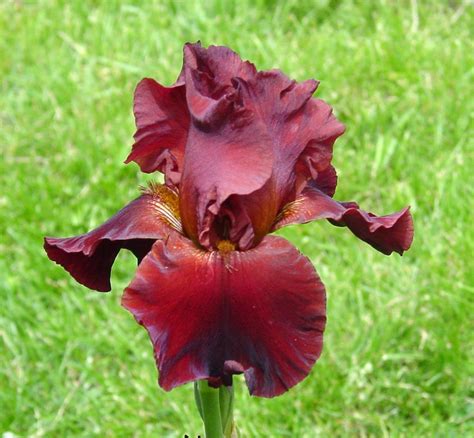Tall Bearded Iris Iris Warrior King In The Irises Database