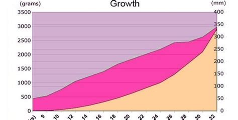 Fetal Size Chart Charts