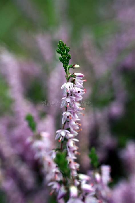 Heather Calluna Vulgaris Stock Image Image Of Calluna 12901043