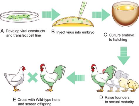 A Schematic Outline Of The Steps To Generate Transgenic Chickens Using