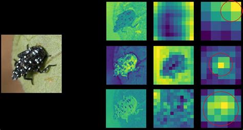 The Fusion Feature Map Of First Middle And Last Convolution In Three