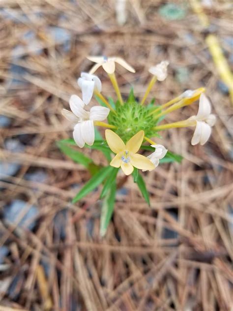 Eastern Oregon Wildflowers