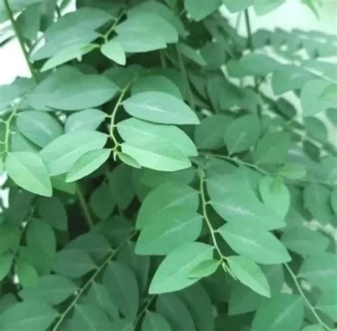 Katuk Plant Live Sauropus Androgynus Sweet Leaf 4 Inch Pot