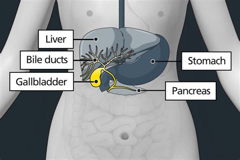 What Is Gallbladder Removal Nhs