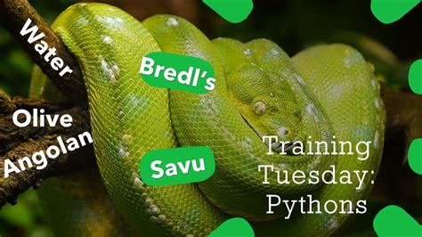 Training Tuesday: Pythons 19 December 2023 - YouTube