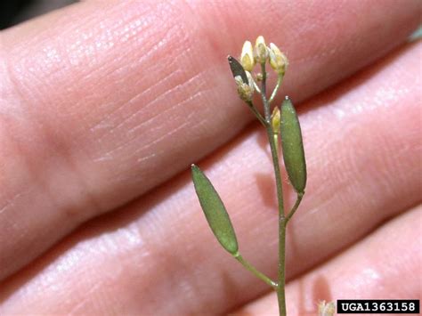 Slender Draba Draba Albertina Greene