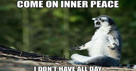 15 Lemur Memes That Will Make Your Wednesday So Much Better Funny