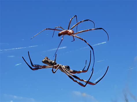Golden Orb Weaver Dimorphic Males Ausemade