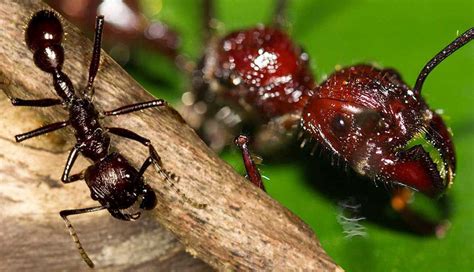 Bullet Ant Paraponera Clavata Bullet Insect Peruvian Amazon