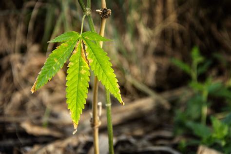 Nitrogen Deficiency In Weed Symptoms And Fixes Weedseedshop Weedseedshop