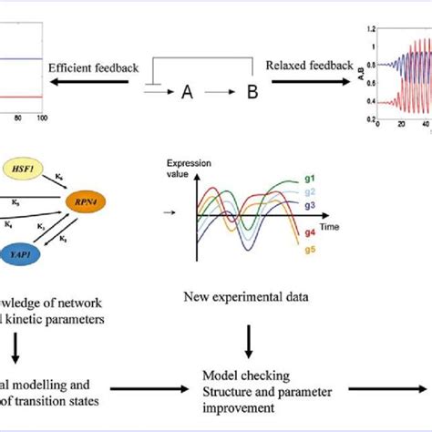 Quantitative Dynamic Modeling Of Regulatory Networks A The Same