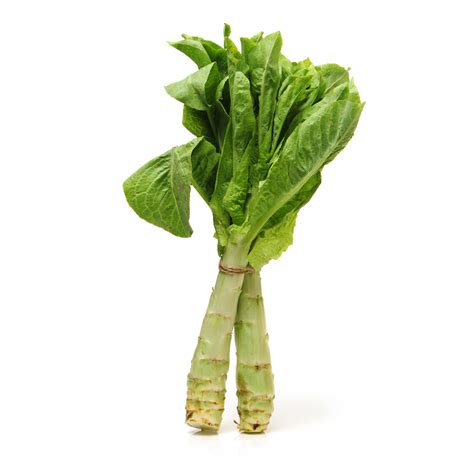 Shop Top Quality Celtuce Stem Lettuce Seeds From Dutch Bulbs