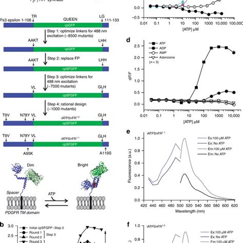 Pdf A Genetically Encoded Single Wavelength Sensor For Imaging Cytosolic And Cell Surface Atp