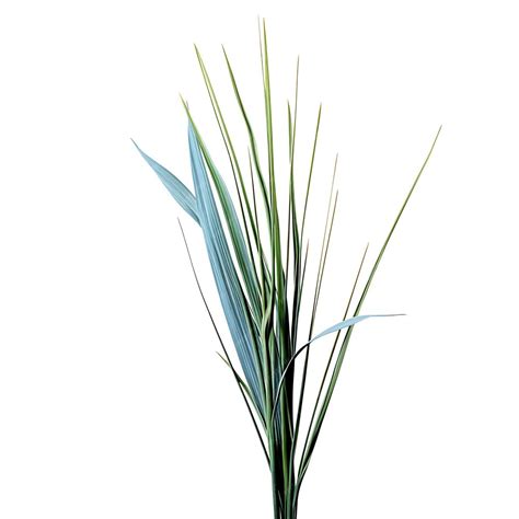 Premium Ai Image Prairie Sky Switchgrass Sky Bluegreen Single Upright
