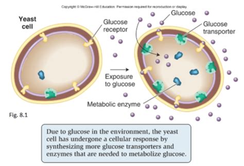 Biology 221 Unit 4 Exam Flashcards Quizlet