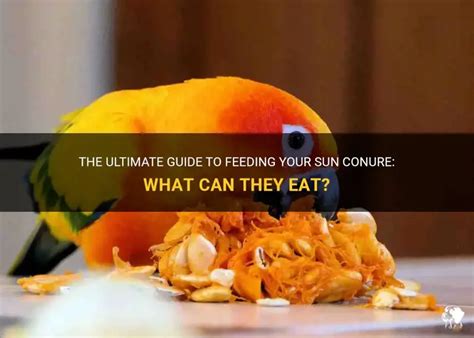 The Ultimate Guide To Feeding Your Sun Conure What Can They Eat Petshun