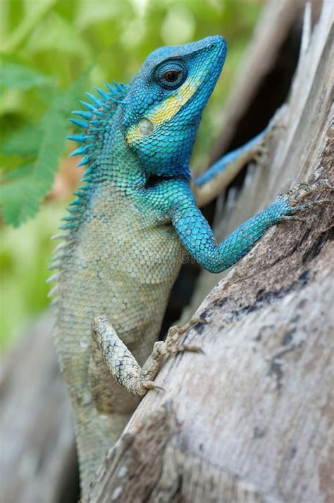 Adult Female Calotes Bachae Lizard On A Branch Stock Image Image Of