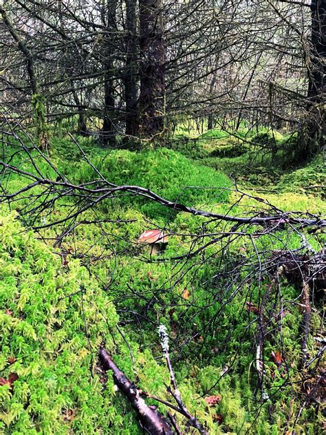 Interreg Ce Project Re Enforce On Linkedin 👉 Forests Play A Crucial