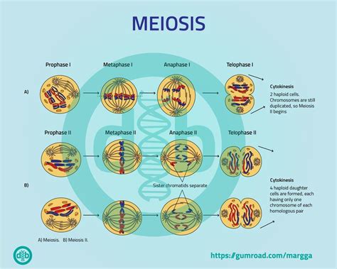 Cuales Son Las Fases De La Meiosis Ristas