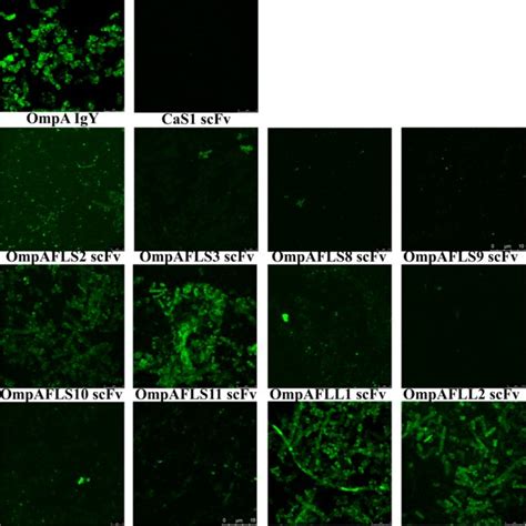 Characterization Of The Ompa Antibodies In Vivo Immunofluorescent