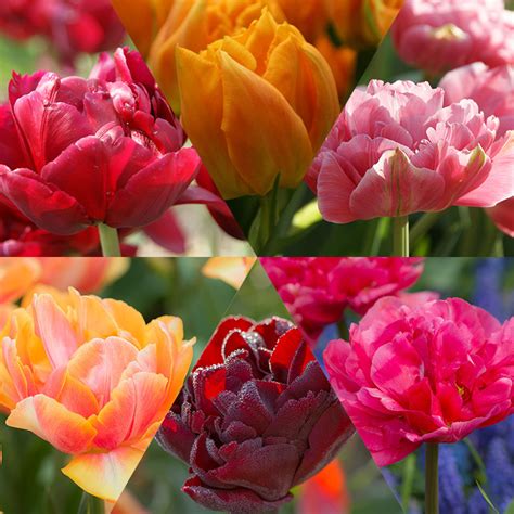 Double Tulip Bulb Collection 1195